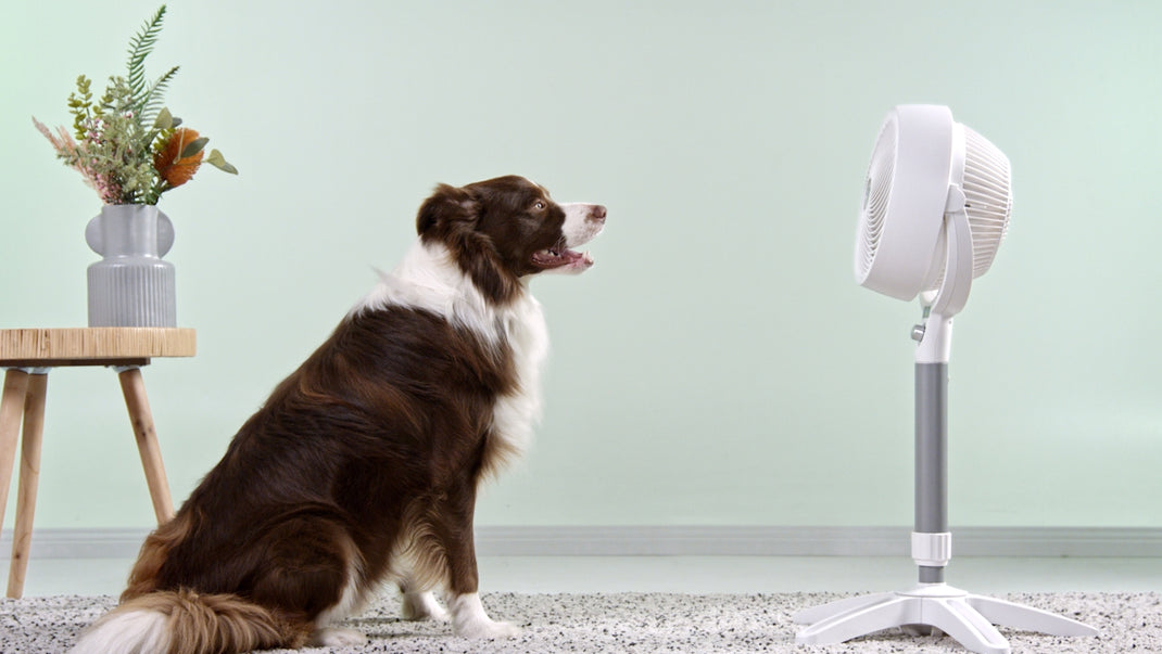 Vornado Fans | Desk & Portable Fans | Made in Australia – Vornado Australia